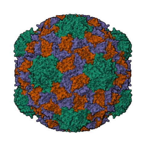 Rcsb Pdb 6izl Cryo Em Structure Of Mud Crab Tombus Like Virus At 33