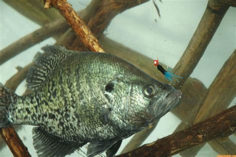 Where To Find Crappie When They Re Not On The Banks Day 2 How To Catch