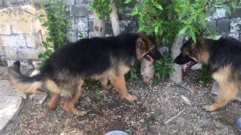 للبيع كلاب جرمان ست شهور اسعار خرافية كابتن عبد الكريم 01003634376 Youtube