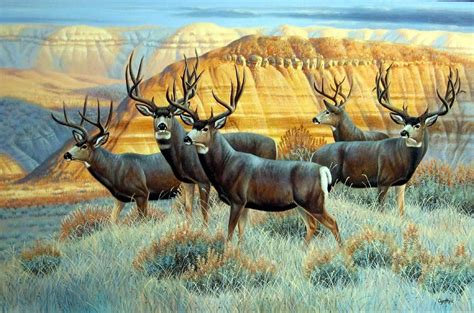 Mule Deer Paintings