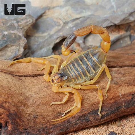 Deathstalker Scorpion Leiurus Hebraeus Hebrew Deathstalker Scorpion