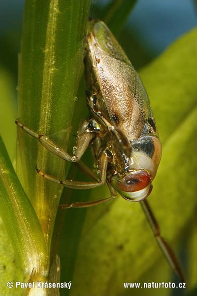 Water Boatman Photos Water Boatman Images Nature Wildlife Pictures