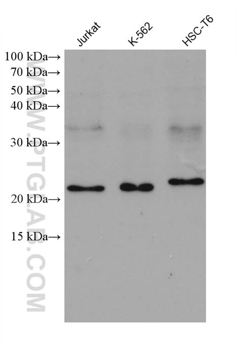 Glo1 Antibody 68242 1 Ig Proteintech 武汉三鹰生物技术有限公司