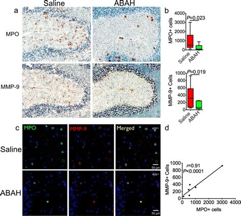 Mpo And Mmp 9 Positive Cells Are Reduced With Mpo Inhibition A