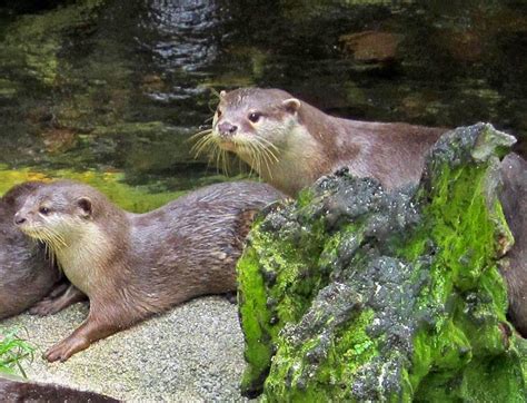 Stock Pictures Asian Small Clawed Otters