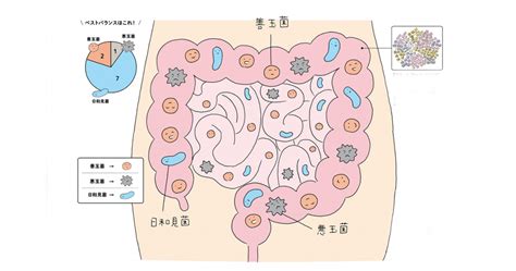 「腸内フローラ」ってどんなもの？ 人体と菌との密接な関わり｜菌と、きれいになる② Fudge Jp