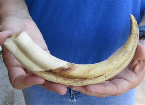 Warthog Tusk
