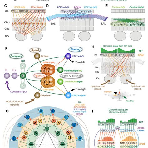 Neurons Of The Bee Central Complex Are Sensitive To Translational Optic