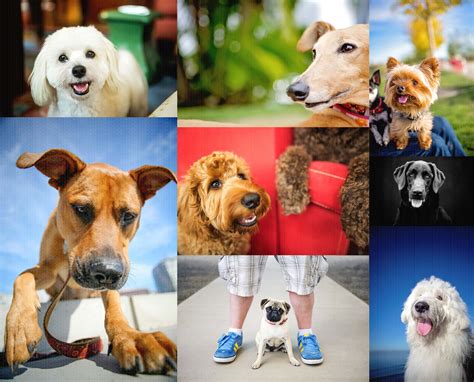 Assorted Dogs V1 35 Web Photo Pack • Fetch Stock
