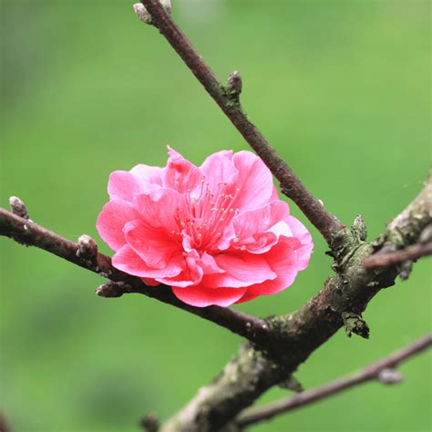 Flowering Plum Freedom Tree Farms