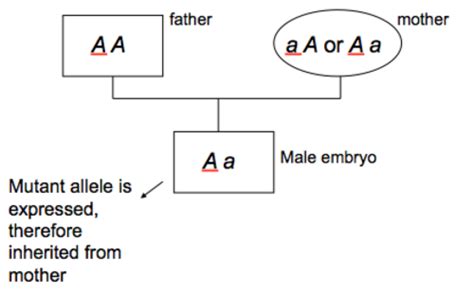 Genetics Ch 4 Flashcards Quizlet Genetics Ch 4 Flashcards Quizlet