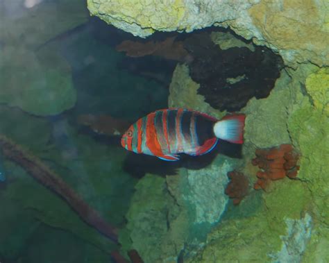 Harlequin Tuskfish Facts Diet Habitat And Pictures On Animaliabio