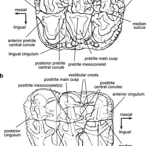 Terminology Used To Describe Proboscidean Bunodont And Zygodont Teeth