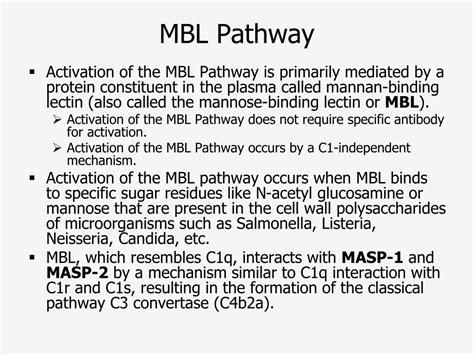 Ppt The Complement System Powerpoint Presentation Free Download Id
