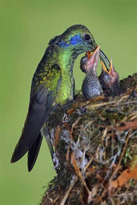 6 Incredible Things To Know About Hummingbird Nests