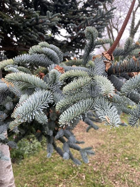 Noble Fir Glauca Seeds Cultivate Abies Nobilis Trees