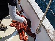 Categoryenteroctopus Dofleini Wikimedia Commons