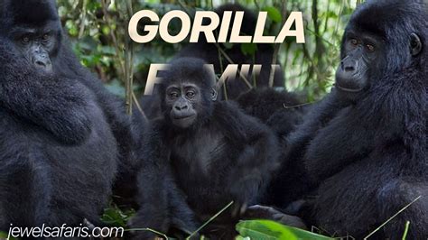 How Much Do Gorillas Weigh Jewel Safaris
