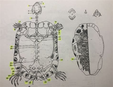 Turtle Body Diagram Quizlet Turtle Body Diagram Quizlet