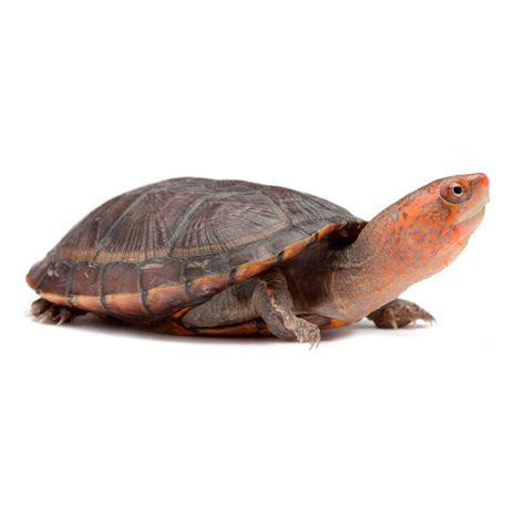 Mud Turtle Wallpapers Wallpapersok
