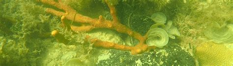 Uf Experts Warn Of Potential Peril Caused By Ocean Acidification News