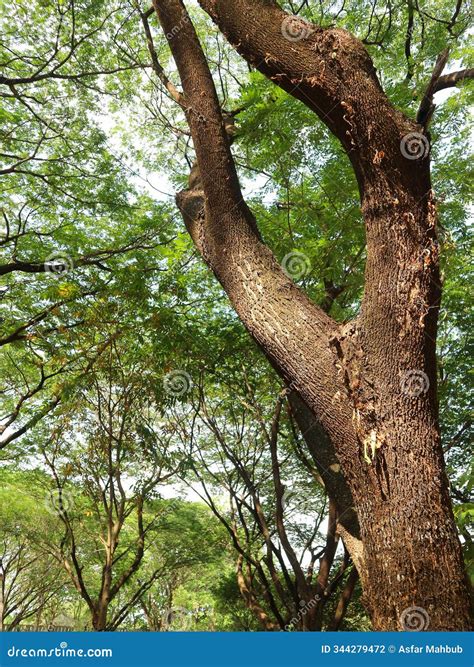 A Large Tree Sapling That Is Exposed To Sunlight In A Forest Green