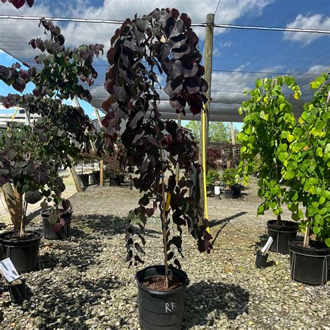 Ruby Falls Redbud Lichtenfelts