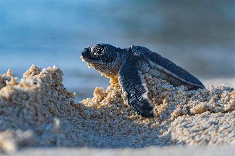 Metal Pollution May Be Skewing The Sex Ratio Of Sea Turtles Science