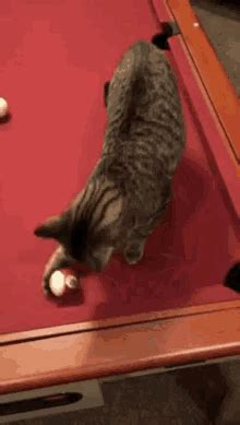Cat In Pool S Tenor