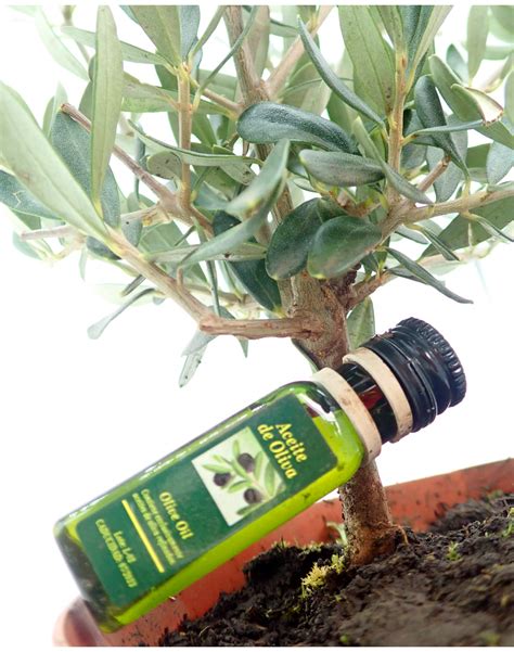 Olive Tree Mini Olea Europaea Holland Potted Plant