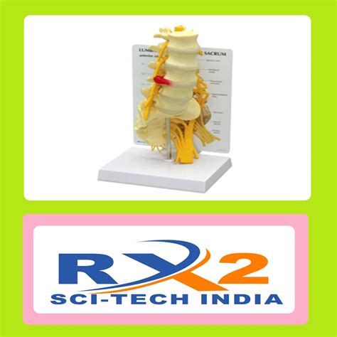 Lumbar Sacrum With Herniated Disc At ₹ 4200piece Dadri Id
