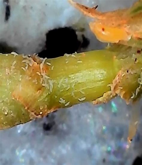 Bermudagrass Mite A Tiny Pest On Bermudagrass Turf And Ornamental