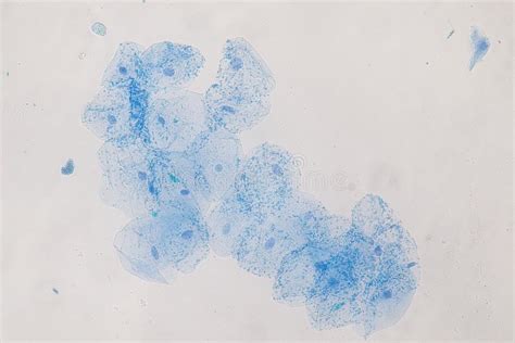 Structure Cellulaire Squamous De Cellule épithéliale De Vue De Dessous