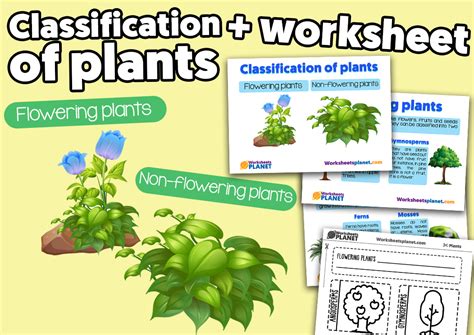 Leaf Classification Worksheet Classification Of Plants Science