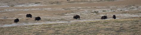 Wildlife Observations Quttinirpaaq National Park