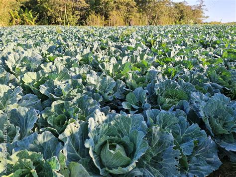 The Chinese Cabbage Field Is Planted Has Green Cabbage Trees Planted In