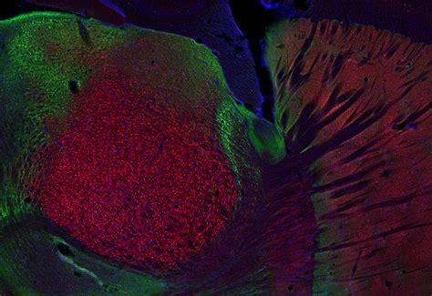 Synaptic Systems Pcp4