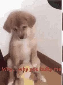 Why You Bully Me Meme Why You Bully Me Discover And Share S