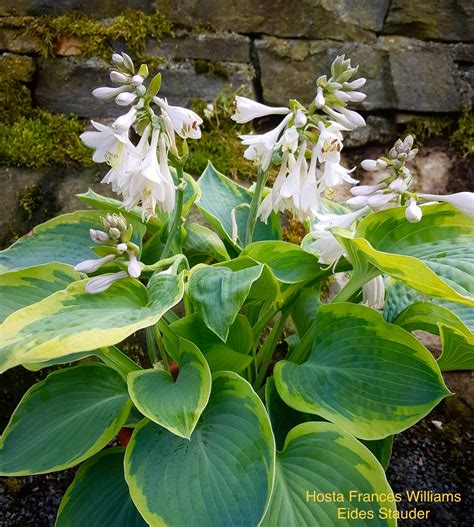 Hosta ‘frances Williams P11x11 Eides Stauder