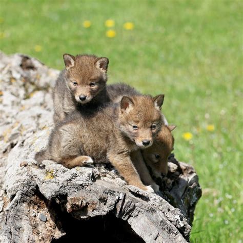 Cute Coyote Pup Stock Image Image Of Canine Grassland 9532729