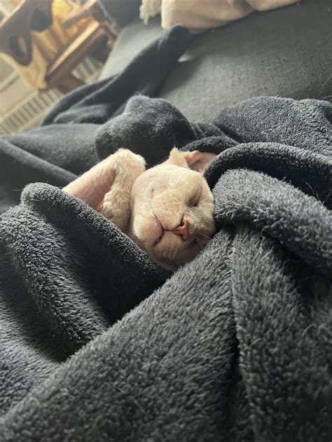 Cleo Smiling In Her Sleep R Tuckedinkitties