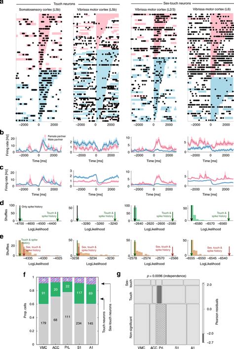 Single Cortical Neurons Signal Social Touch And Partner Sex A Raster