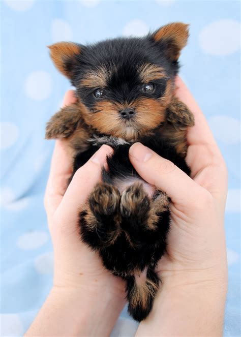 Cute Teacup Yorkshire Yorkie Terrier Puppies For Sale Teacups