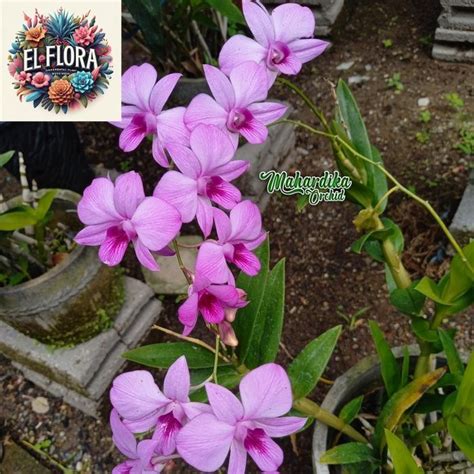 Jual Bunga Hias Anggrek Dendrobium Larat Phalaenopsis Larat Shopee