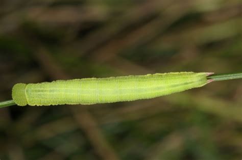 European Lepidoptera And Their Ecology Coenonympha Oedippus