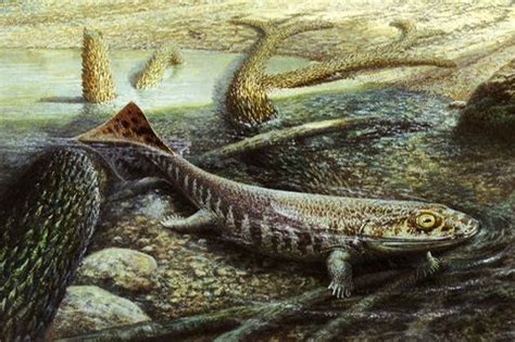 10 Tiere Die Die Evolution Verschlafen Haben Geo