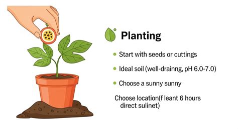 How To Care For Passion Fruit Plants Properly