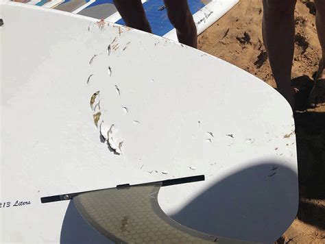 Cartoon Shark Bite Mark