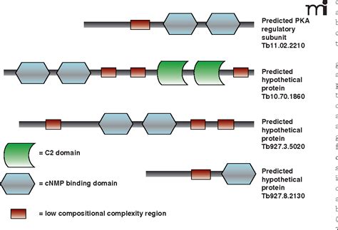 Trypanosoma Brucei Life Cycle