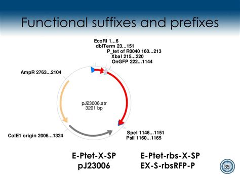 Ppt Addressable Bacterial Conjugation Powerpoint Presentation Free